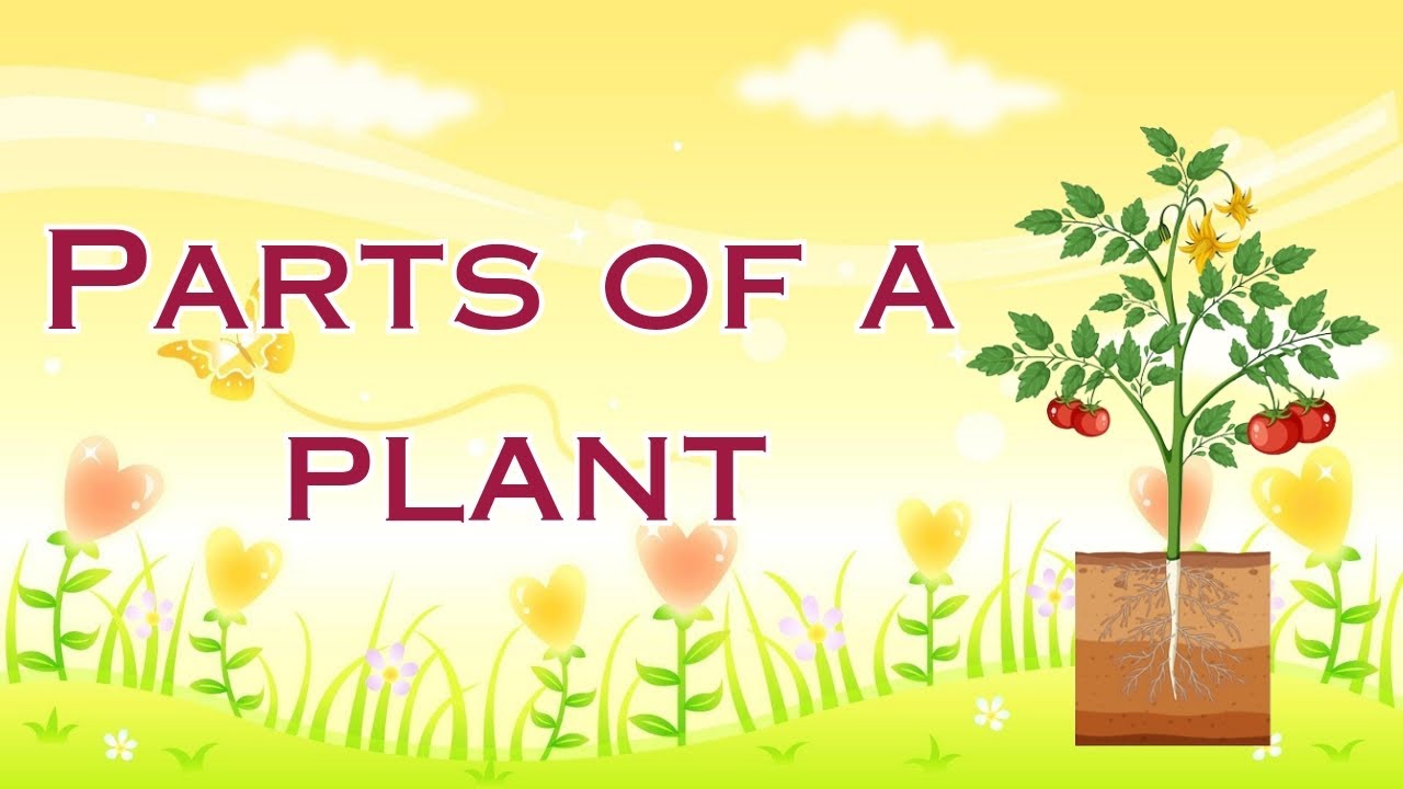 parts of a plant | Different parts of a plant | learning plant parts ...