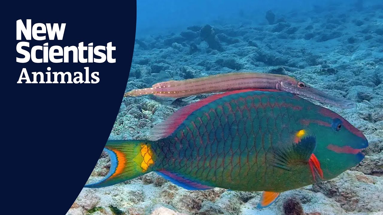 Watch small fish hide behind other bigger fish to sneak up on its prey ...