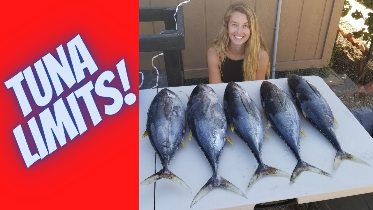 INSANE Yellowfin Tuna Fishing: Aztec Sportfishing San Diego - YouTube