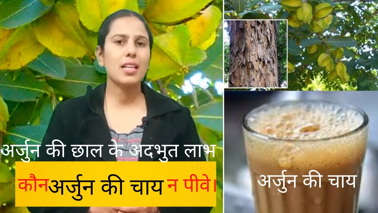 अर्जुन की छाल के फायदे और नुकसान | Arjun ki chaal ke fayde | Arjun ki ...