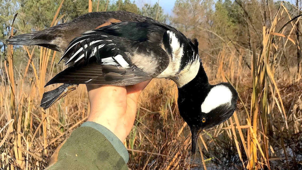 Duck Hunting 2019 - Bull Hoodies Only - YouTube