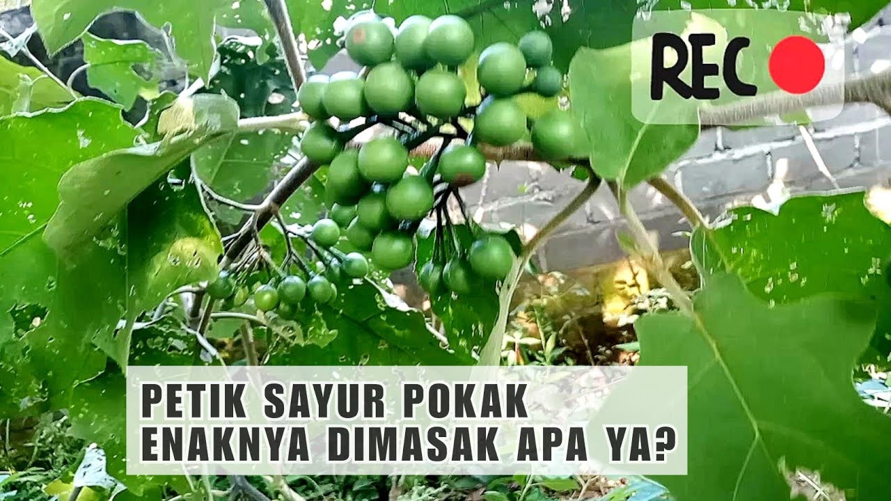 PETIK SAYUR POKAK DI KEBUN SAMPING RUMAH - YouTube