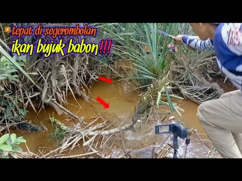 Edan..!!mancing ikan menggunakan cacing kalung penghuni rawa tua nya ...