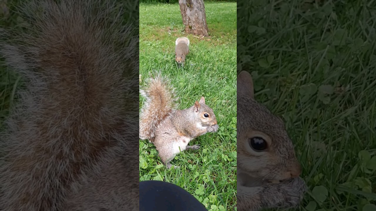 Squirrel drama 😮 - YouTube