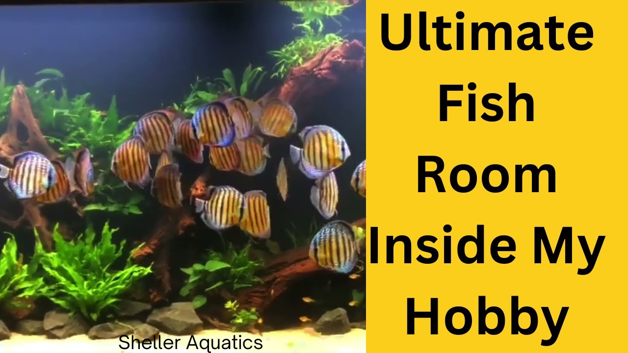 "Home Fish Room Tour – An Exclusive Look Inside!" - YouTube