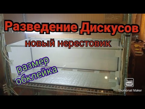 Нерестовики для Дискусов вместо тернеций #aquarium #аквариум #дискусы ...