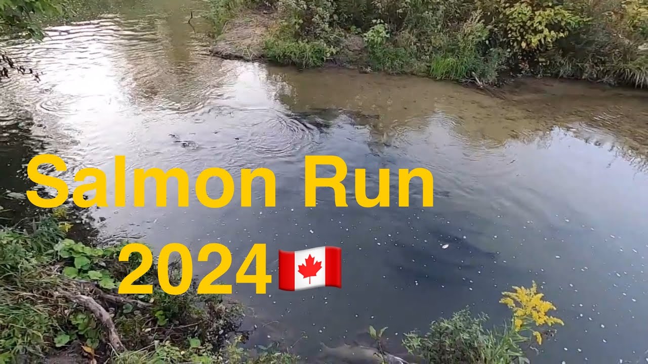 Salmon Run 2024- salmon going up the rivers🇨🇦 - YouTube