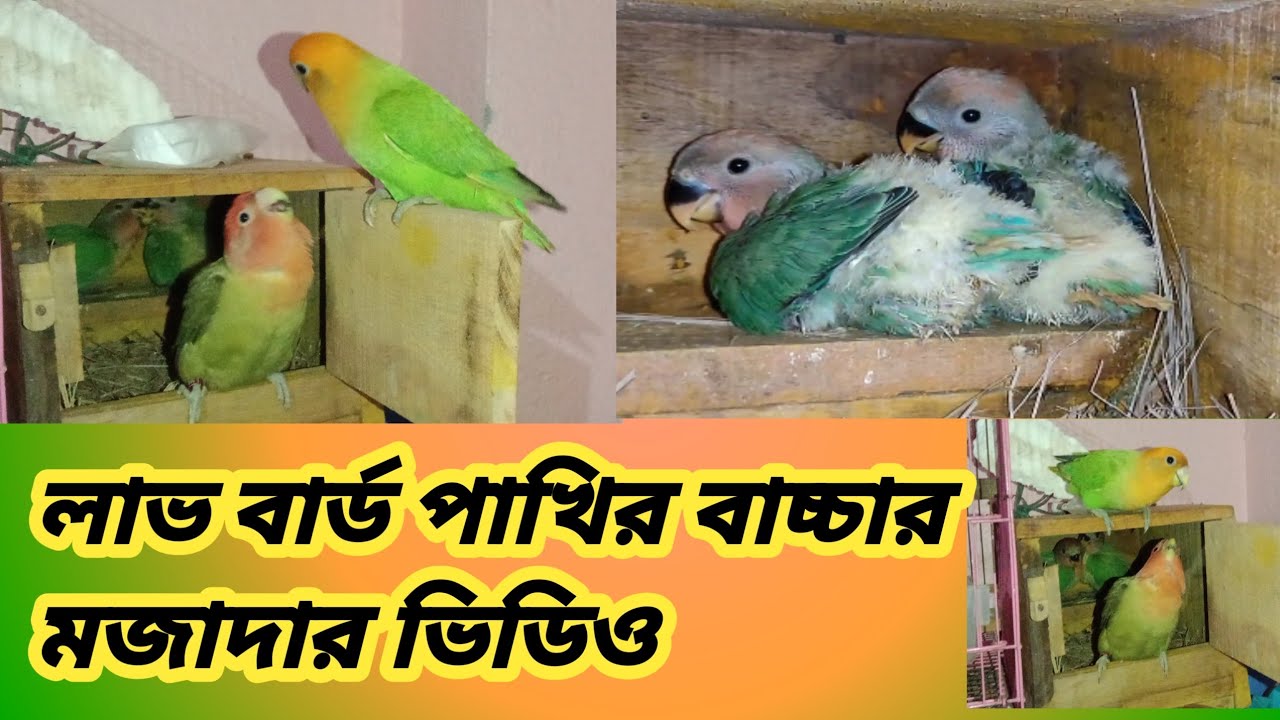Love Birds Pakhir Video | Love Birds Baby | Love Birds Cocktail Birds ...