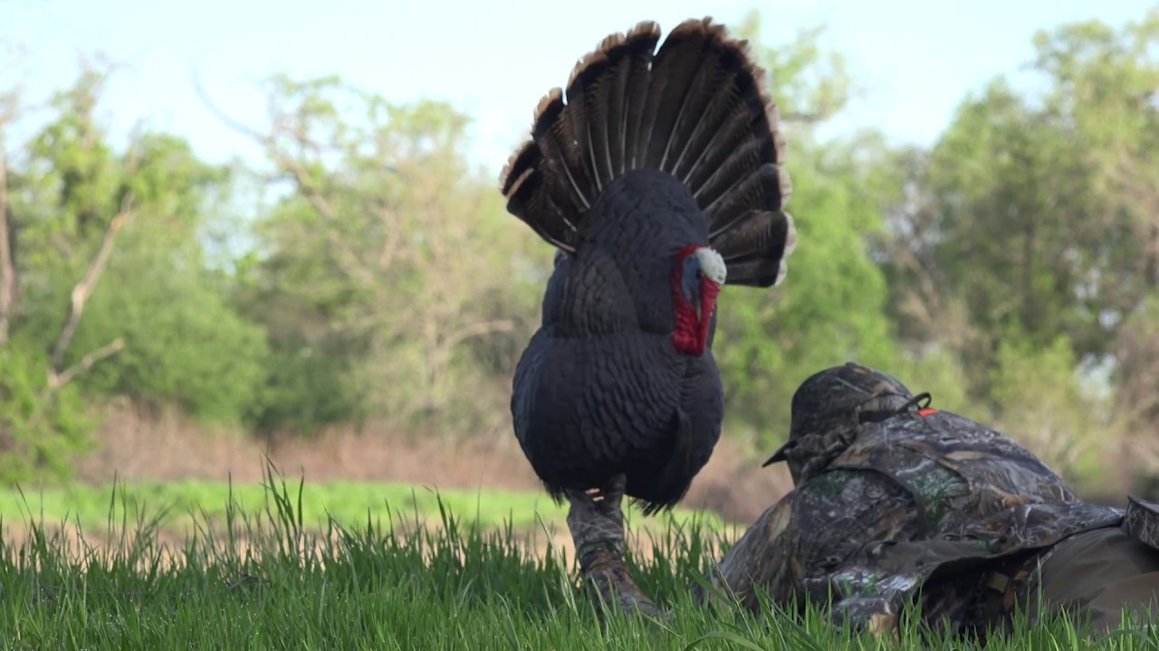Spurrin' e2 - Central California Turkey Hunt - YouTube