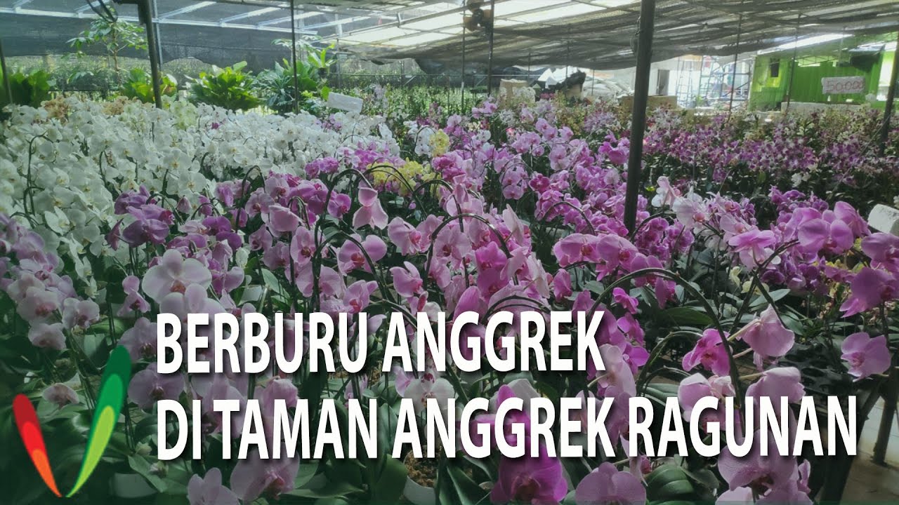 Berburu Anggrek di Taman Anggrek Ragunan, Jakarta Selatan - YouTube