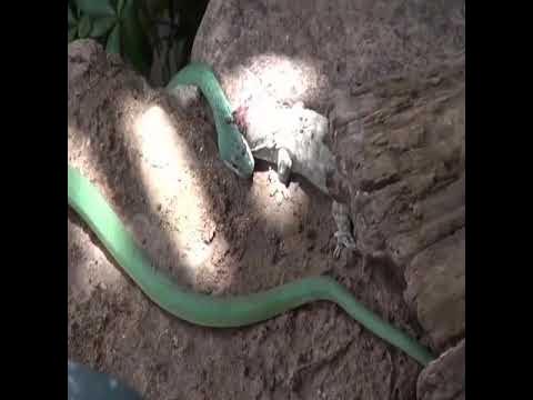 extreme fight Crocodile vs Snake, Wild Animals Attack - YouTube