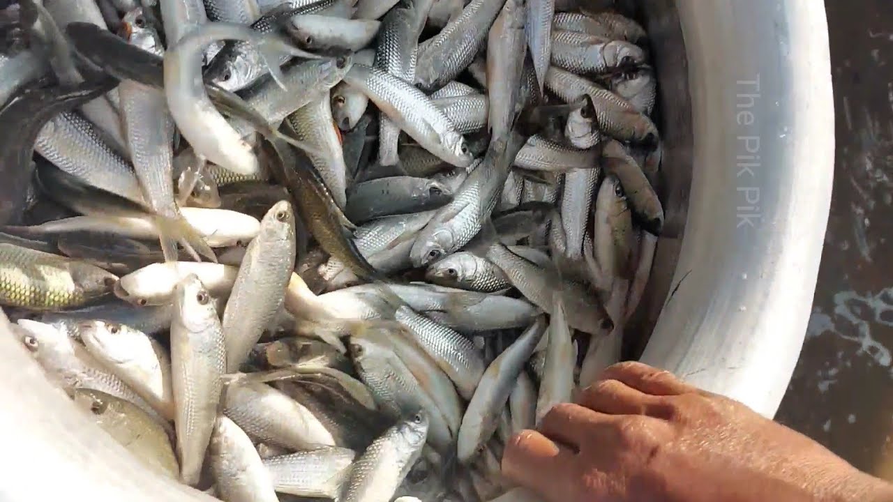 Catching baby Fish || Baby Fish market || Catching the Small Baby fish ...