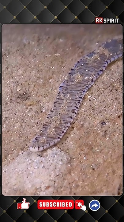 "🌊 Meet the Bizarre Giant Worm Shaping Ocean Ecosystems! 🪱🤯"#shorts # ...