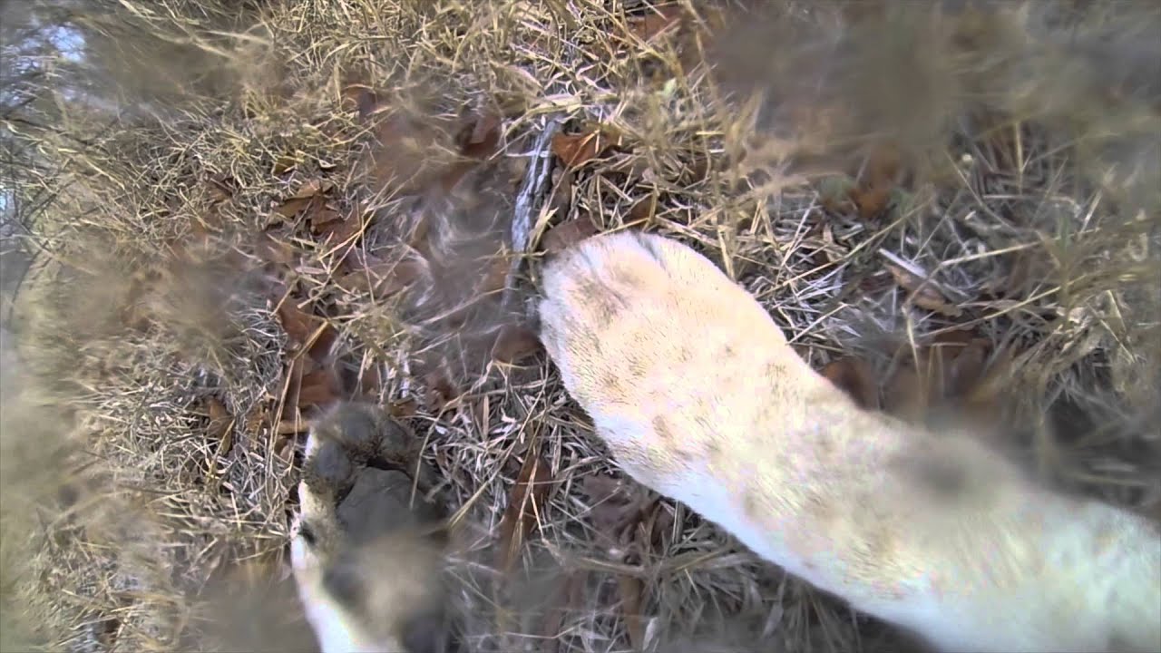 From a Lion's mouth - My Gopro - YouTube