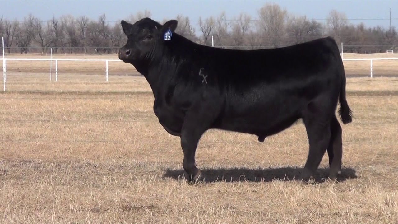 Express Ranches Lot 22 - YouTube