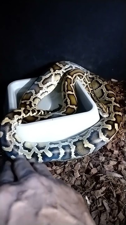 Burmese python handling.‼️ #healthy #snake #burmesepythons #pythons # ...