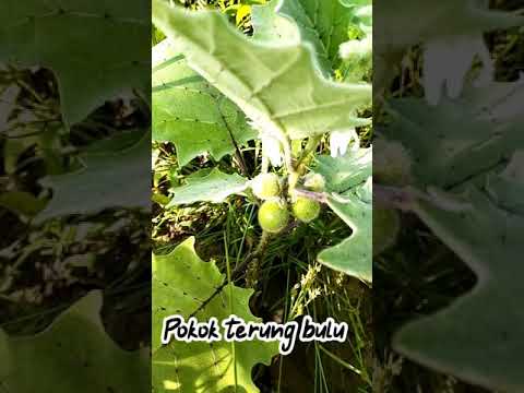 #Terung bulu,terung asam - YouTube