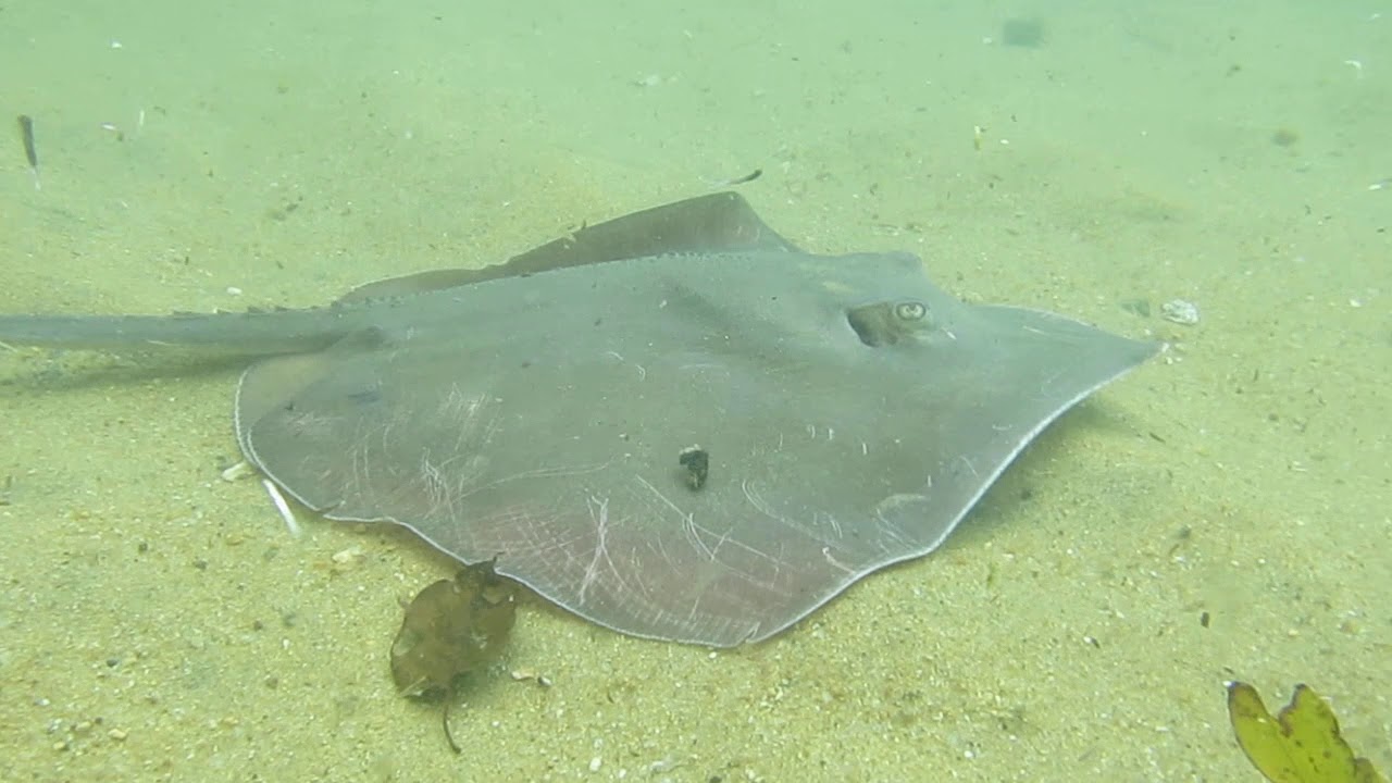 Dasyatis americana - raia-prego - YouTube