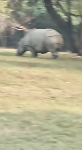 rhyno eating food #short - YouTube