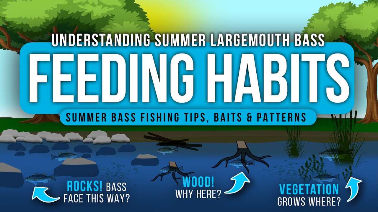 Understanding Bass FEEDING HABITS ☀️🐟 – How to catch SUMMER Bass around ...