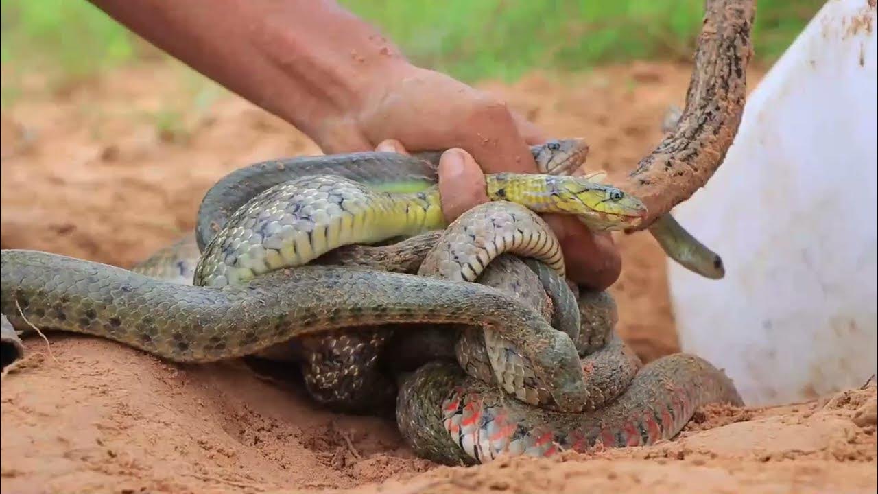 Easy Snake Trap Creative Method DIY Snake Trap Using Big bottle & Pipe ...