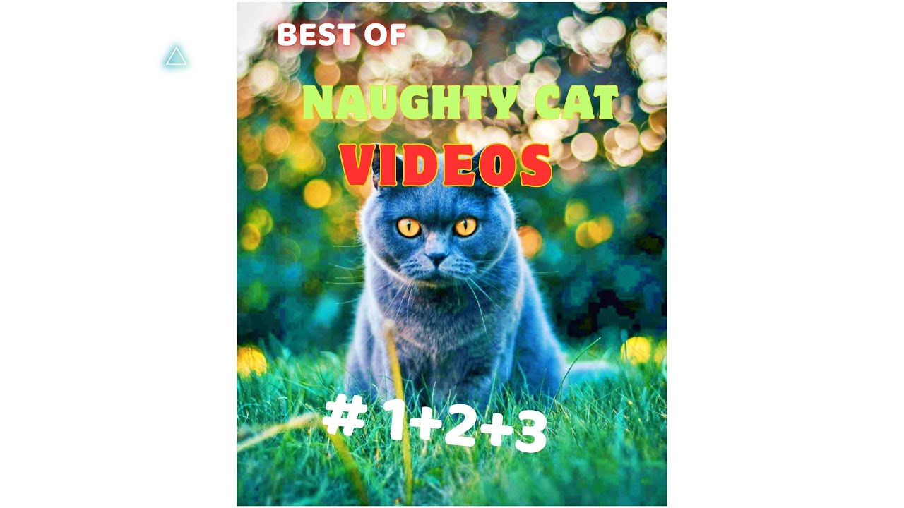 Best Of Naughty Cats Videos #1 2025 ｜ Cute And Funny Cat Videos # ...