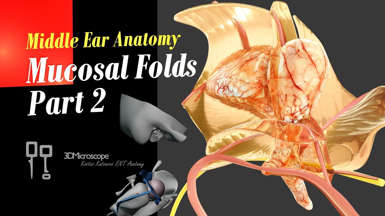 Middle Ear Anatomy - Mucosal Folds Part 2 - YouTube