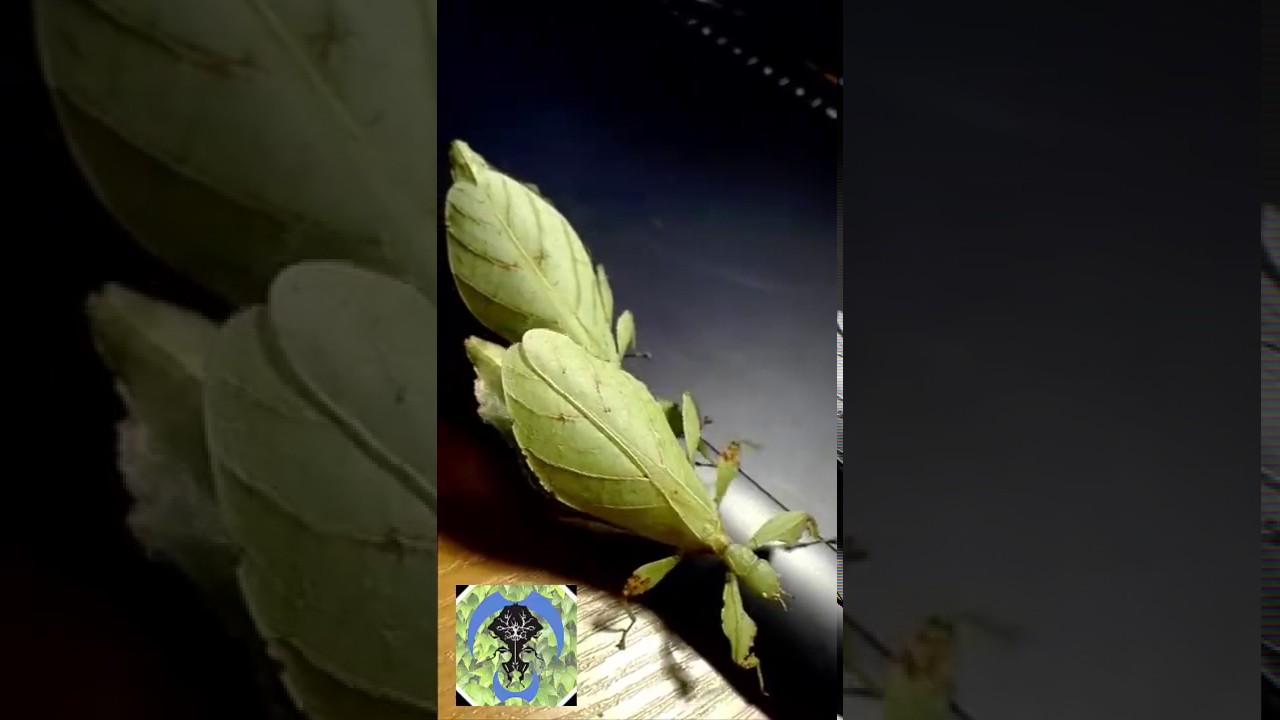 Phyllium jacobsoni/ liściec strzałkowy PL - YouTube