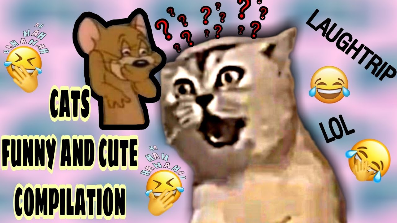 FUNNY CATS COMPILATION | SUMAKIT ANG PANGA KO KATATAWA SA MGA PUSANG TO ...