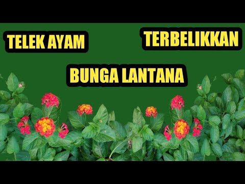 Bunga Lantana Punya Nama Banyak Dan Indah@Anna lestari - YouTube