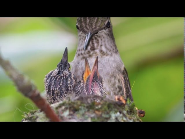 Hummingbird Life Cycle For Kids
