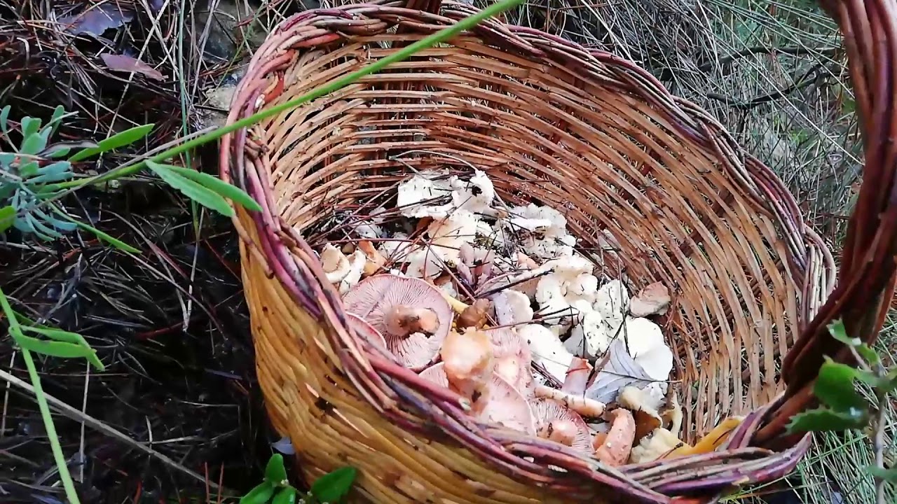 Robellones por todos los lados madreee!!! - YouTube