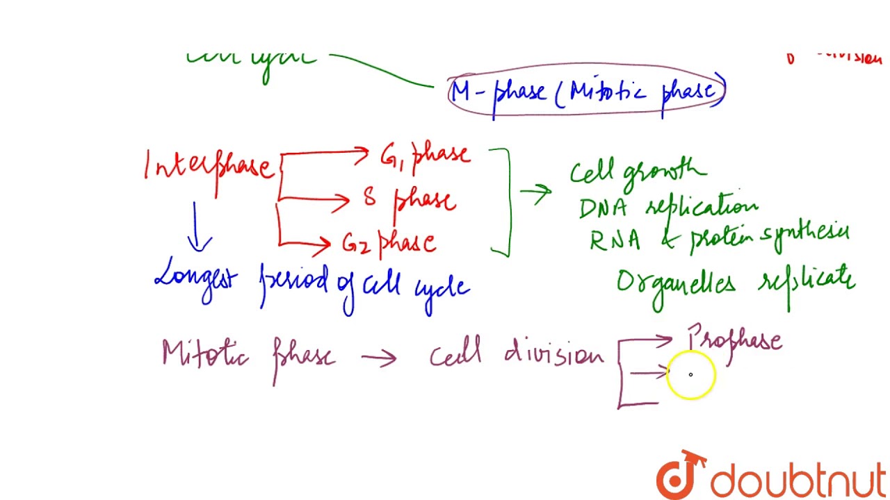 In 24 hour average duration of cell cycle of a human cell, cell ...