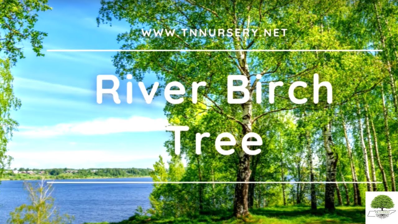 River Birch Trees - TN Nursery - YouTube