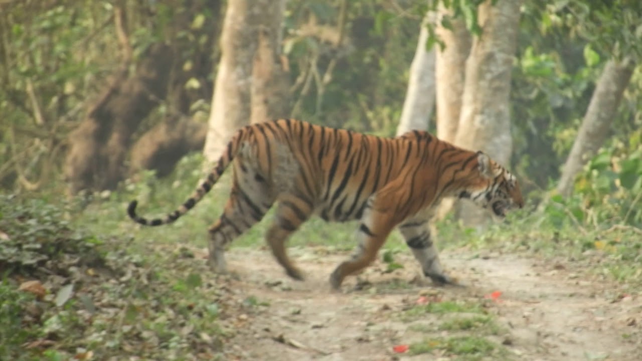 Bengal Tiger in Kaziranga National Park, East Range, Agoratoli - YouTube