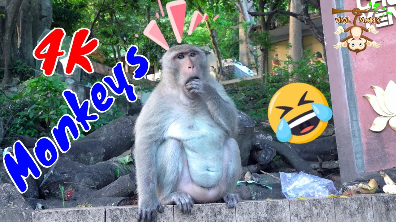 Funny Family Monkeys Natural Life 4K Quality Video Episode 2 | Viral ...
