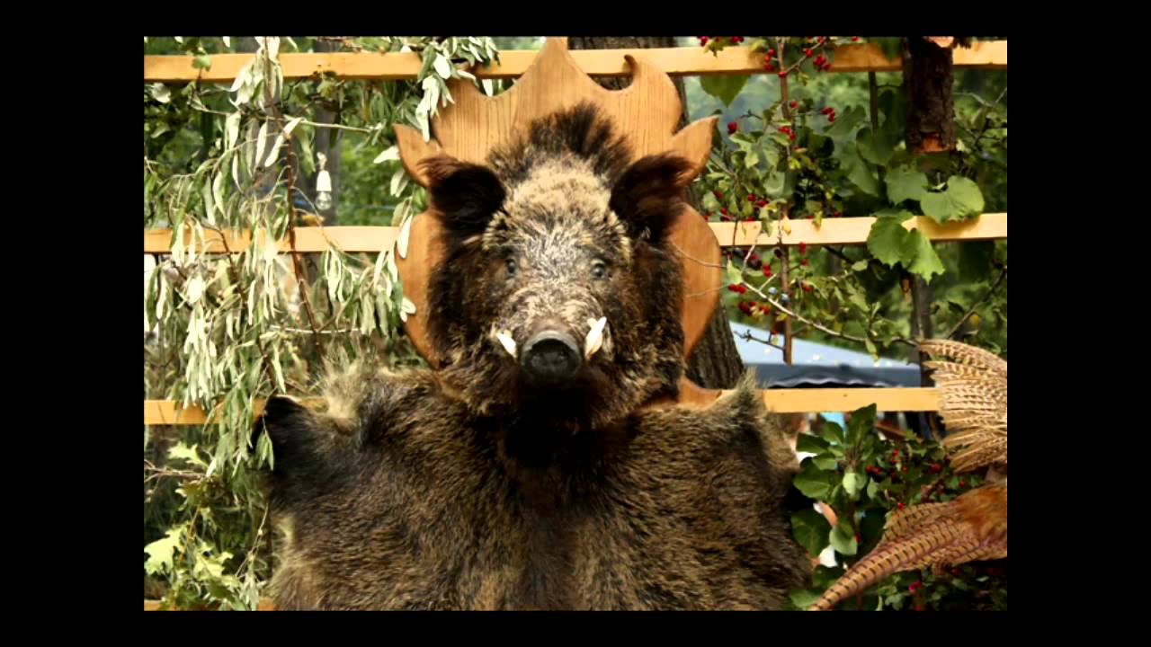 animale impaiate - YouTube