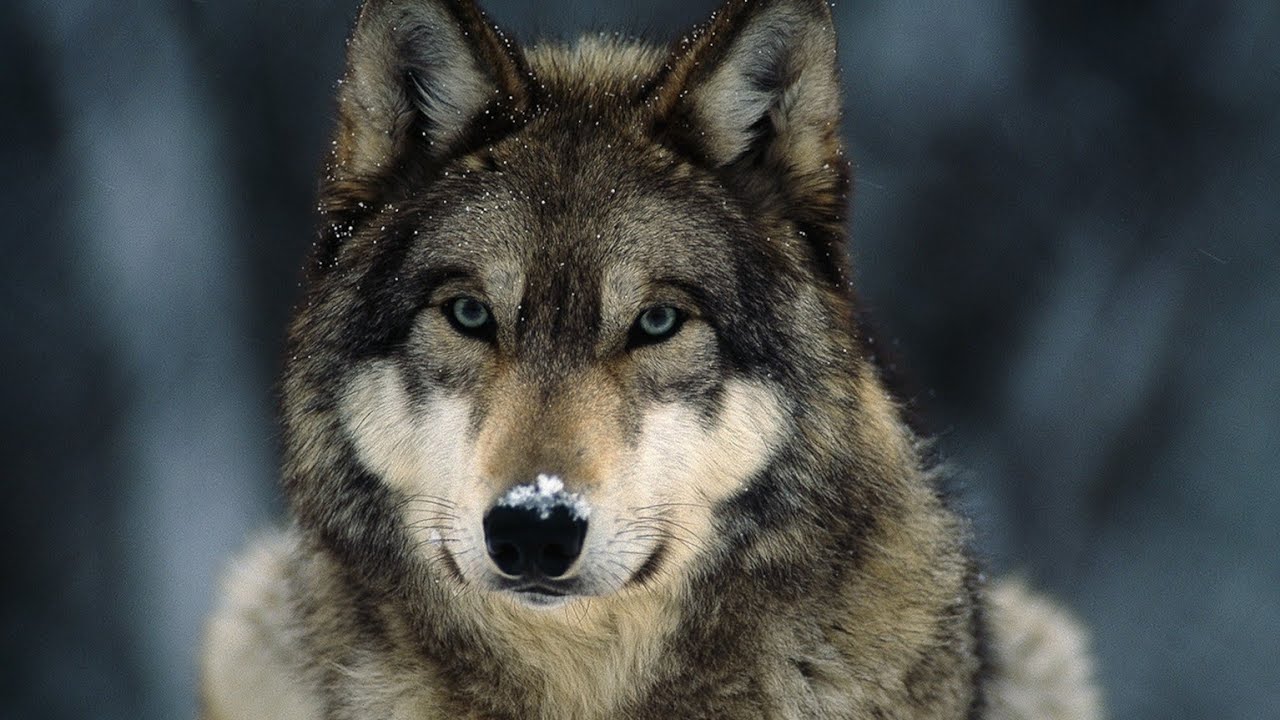 Untamed USA: Gray Wolf 🐺 🇺🇸 #wolves #canislupus - YouTube