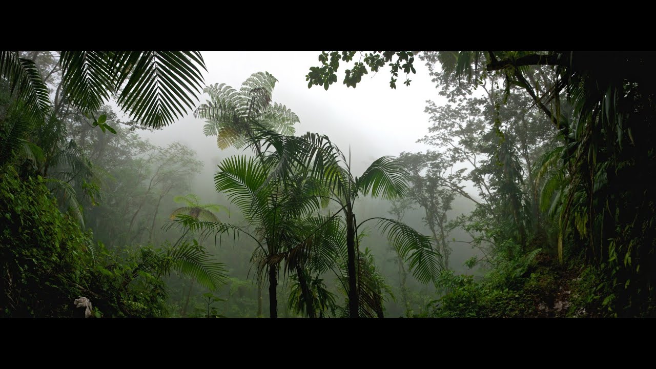 Relaxing rain sounds - rainforest - sleep/ meditate / study / yoga ...