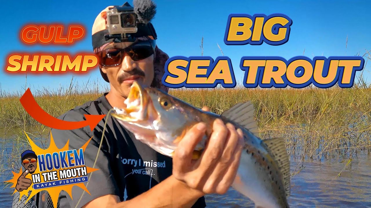 FALL SEA TROUT! Using Gulp Shrimp for bait! Inshore Hobie Kayak Fishing ...