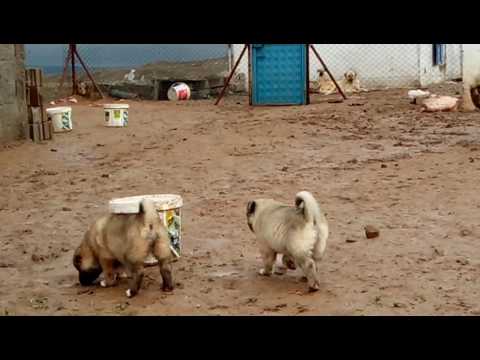 Satılık kangal erkek 0554 745 52 53