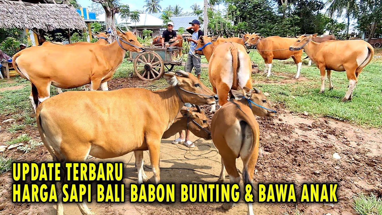 Pasar Sapi Monggolito Gorontalo !! Update Harga Sapi Bali Babon Bunting ...