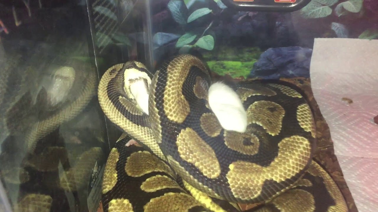 Python VS Mouse (WARNING: GRAPHIC LIVE FEEDING!!!) QUICK TKO - YouTube