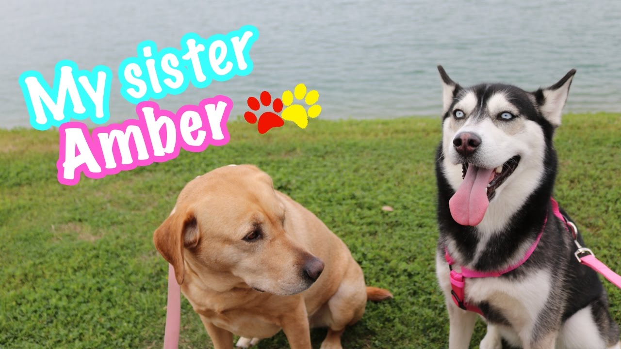 Husky and Labrador sisters | Husky Vlog #6 | Meet my sister pup - YouTube