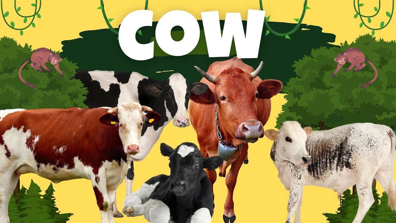 Cow Video | Cow Sound | Cow Funny Video - YouTube