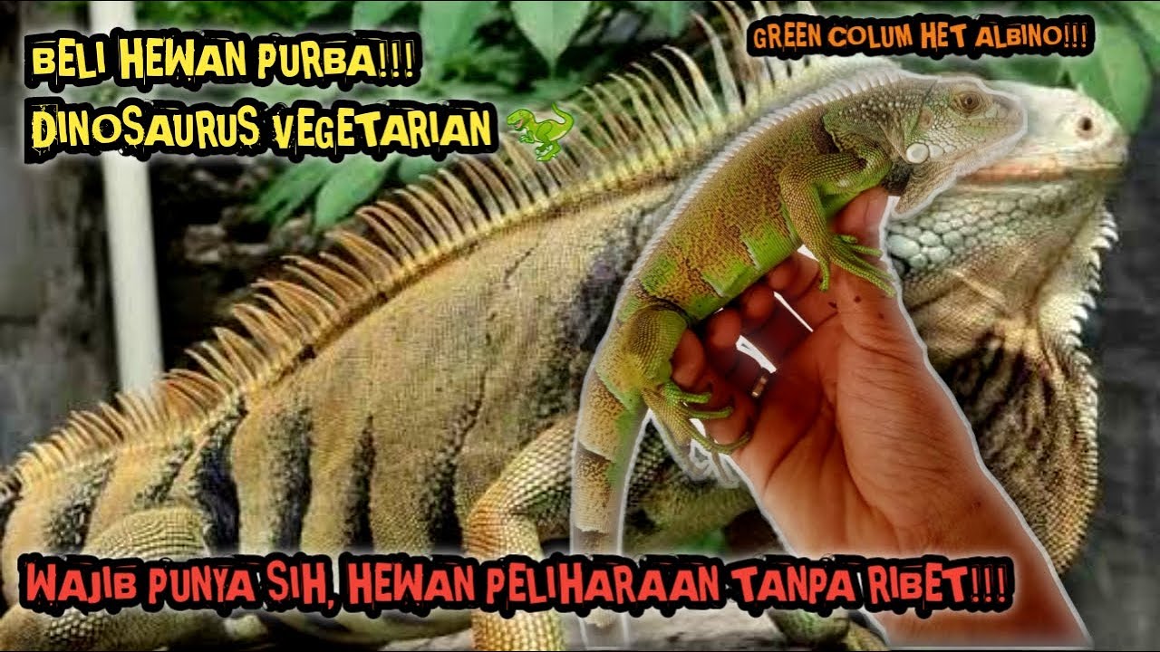 BELI HEWAN BARU IGUANA SI DINOSAURUS VEGETARIAN GREEN COLUM HET ALBINO ...