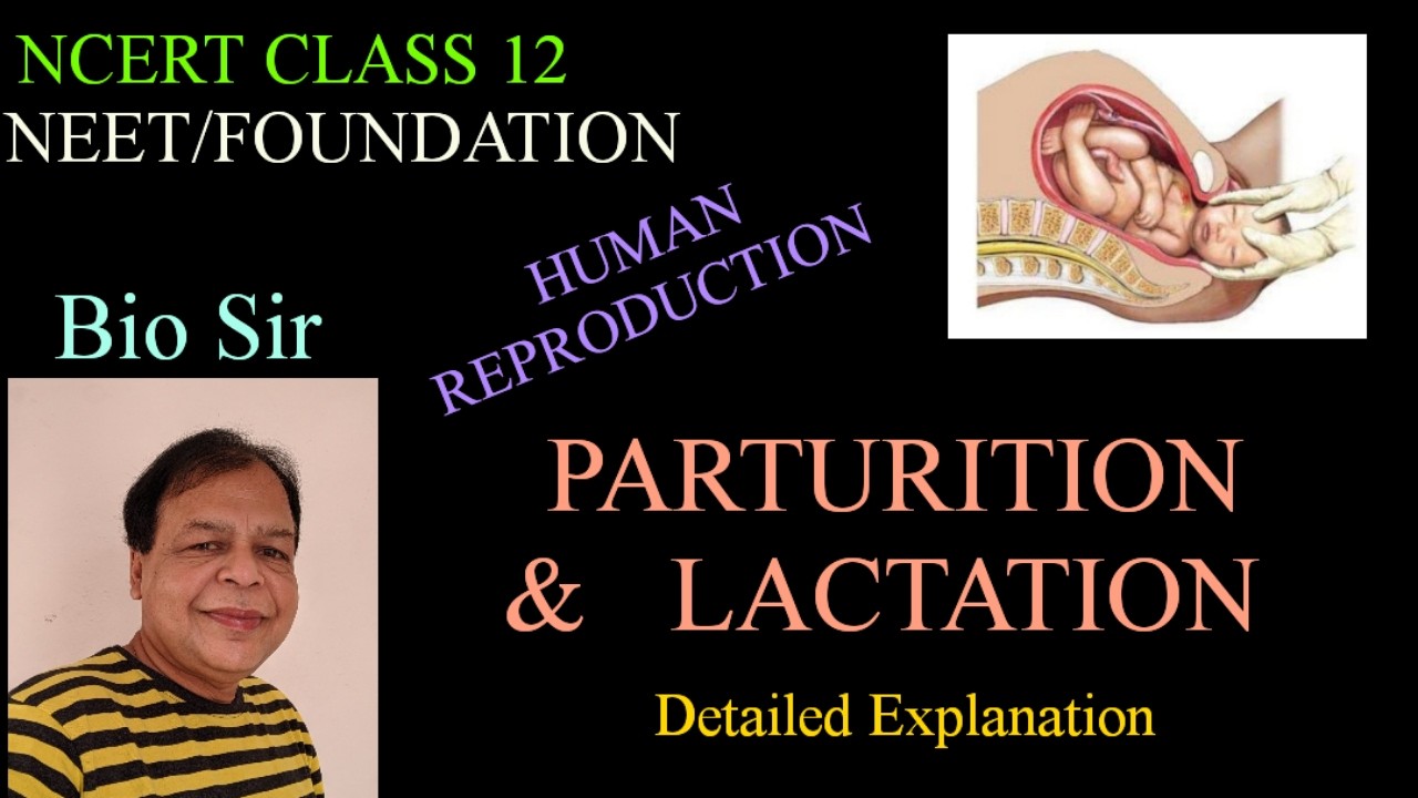 Parturition and Lactation - Human Reproduction | Class 12 | Biology ...