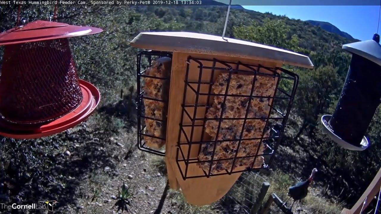 Wild Turkey Ascends, Eats From West Texas Feeder! – Dec. 18, 2019 - YouTube