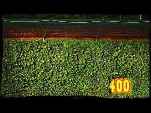 Wrigley Field Ivy Wall: Strange Stadium Series #2