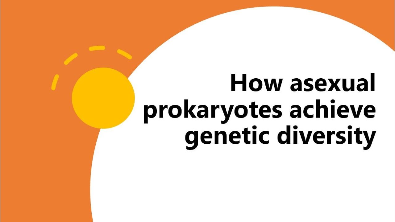 How asexual prokaryotes achieve genetic diversity lecture - YouTube